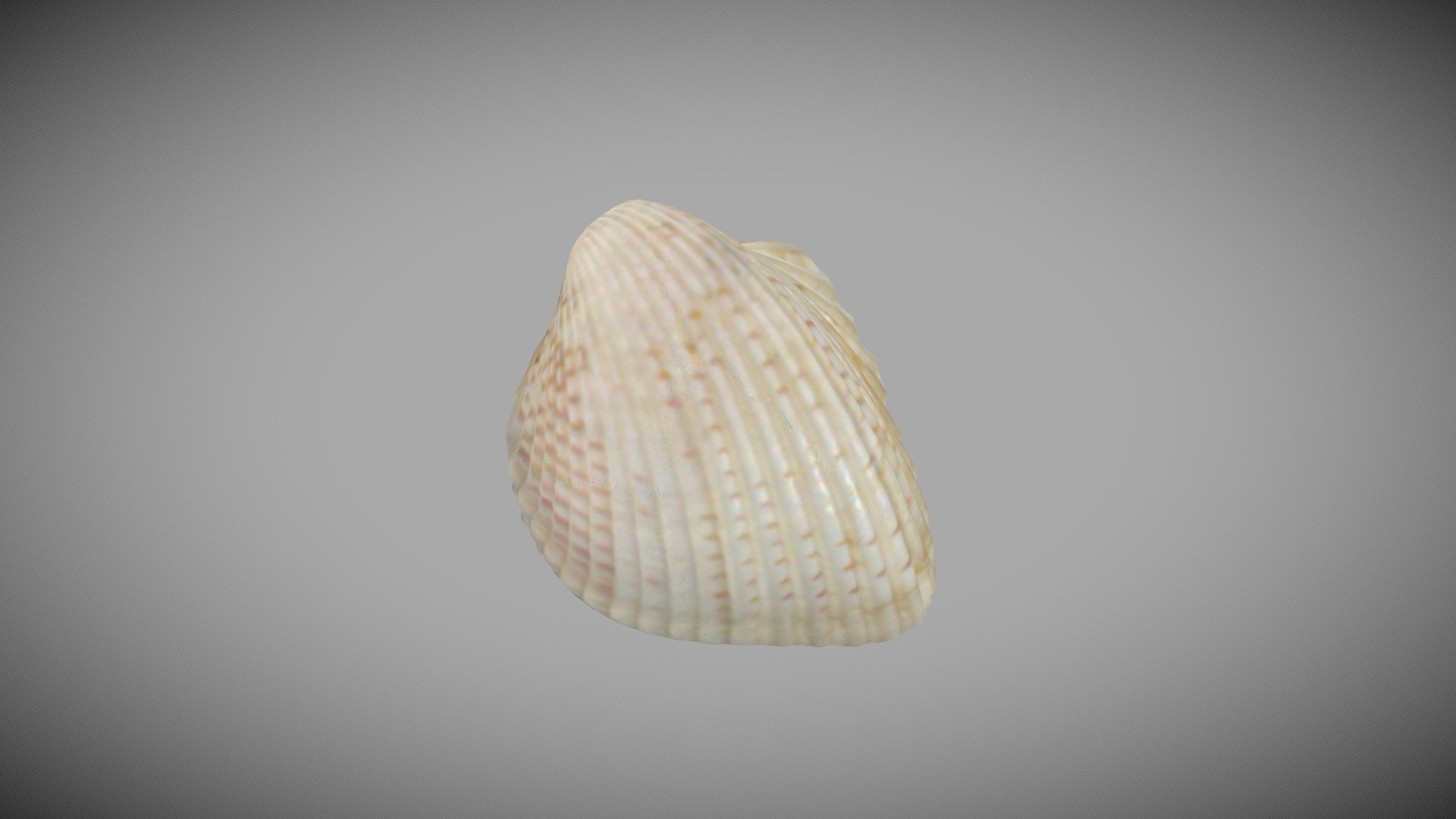 S71986, Fragum unedo - 3D model by Western Australian Museum (@wamuseum ...