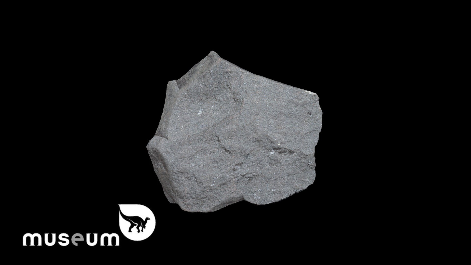 IRSNB b 7916 - Sphenopteris gulpeniana - 3D model by Royal Belgian ...