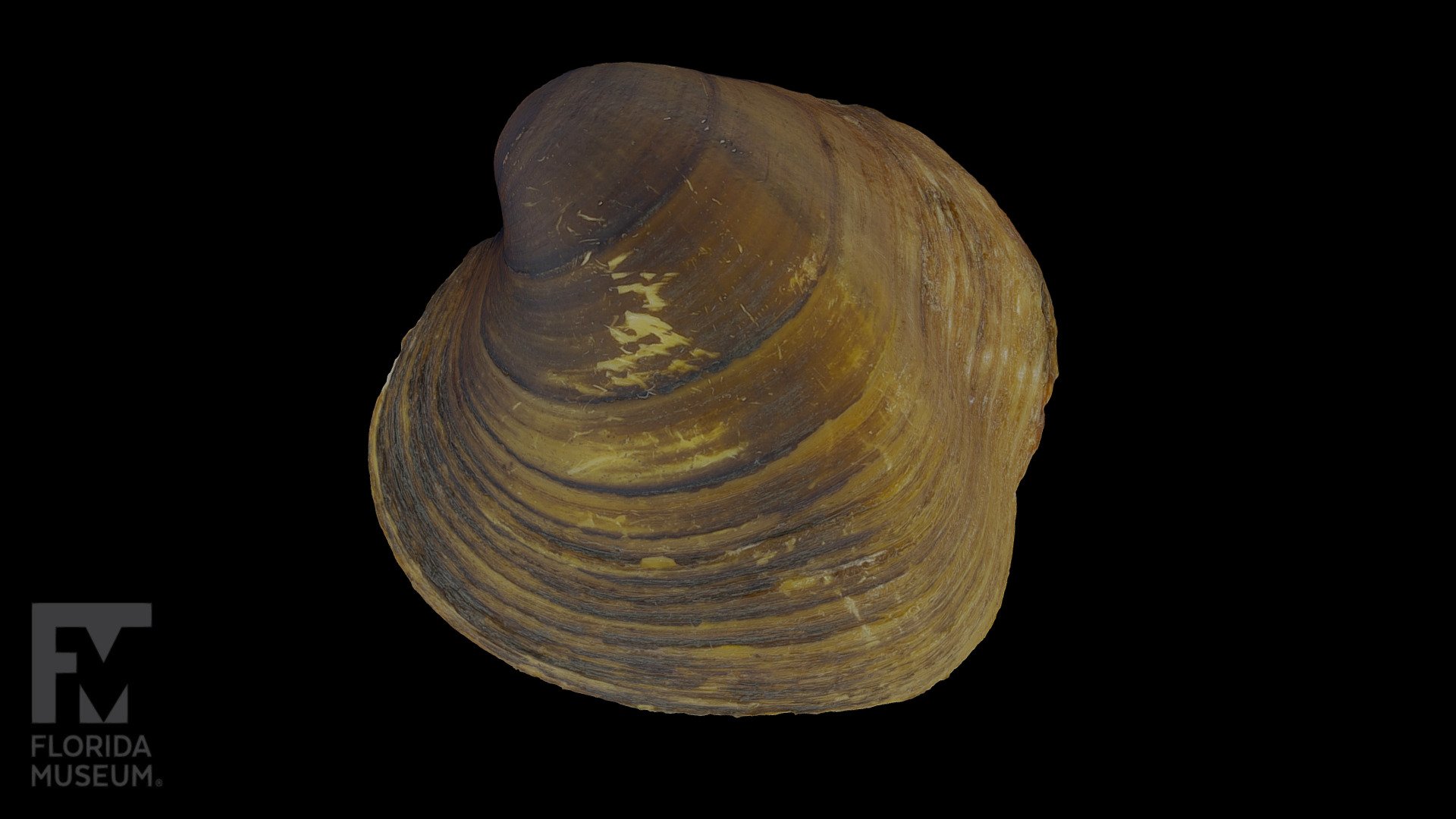 Ring pink - Freshwater Mussel - 3D model by FloridaMuseum [3826365 ...
