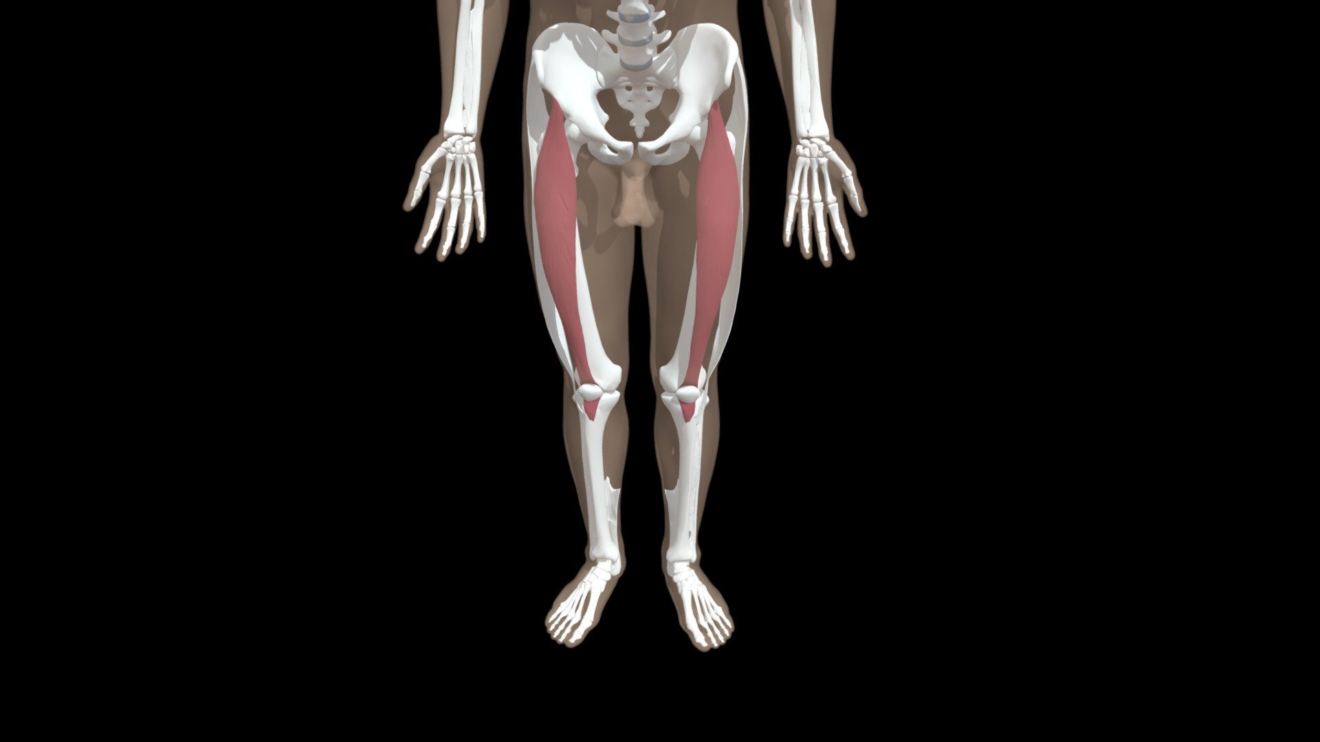 Rectus Femoris Download Free 3d Model By Umich Anatomy Anatomary 38264a1 Sketchfab