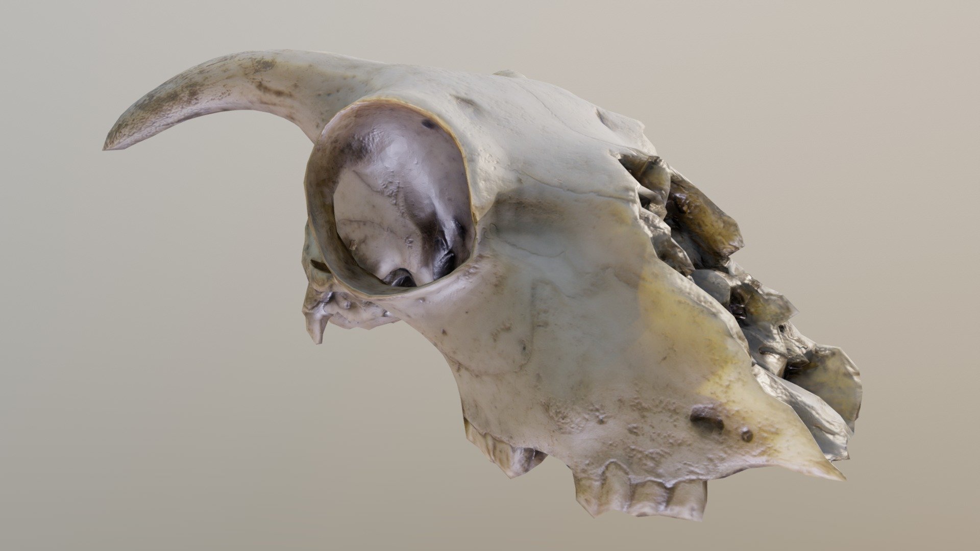 Goat Skull - Crane de Chèvre - Lowpoly PBR - Buy Royalty Free 3D model ...