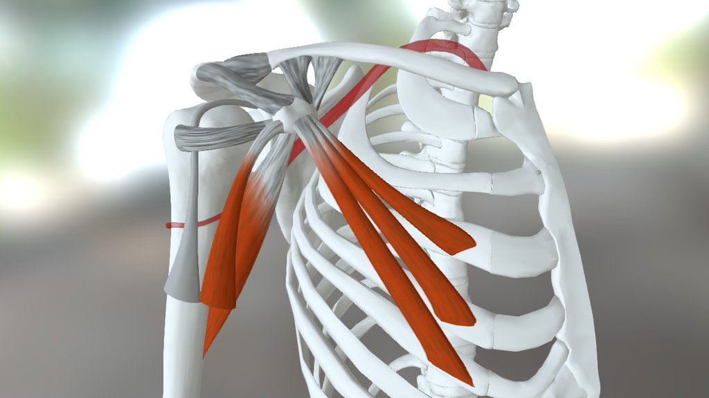 Shoulder 3D Model - 3D model by blueortho [382aa63] - Sketchfab