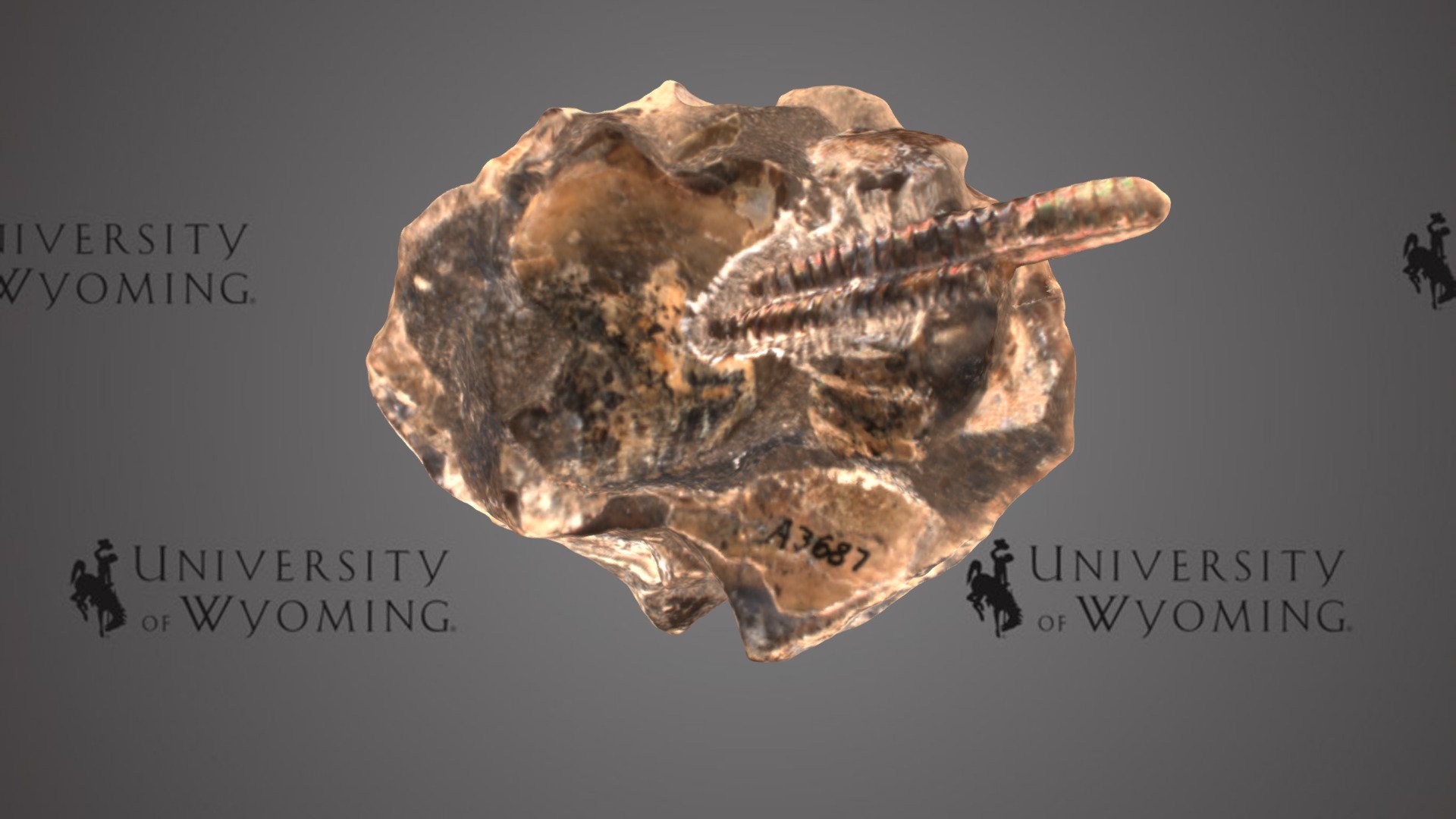 UW-Invert-A3687, Sphaeroceras pertenuiformis - Download Free 3D model ...