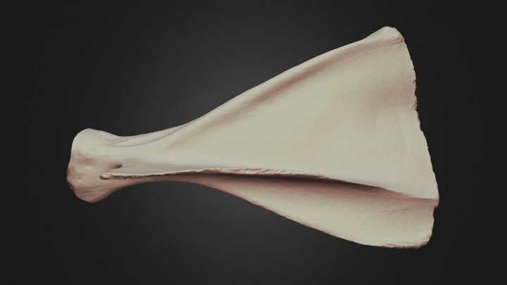 Scapula 3D models - Sketchfab