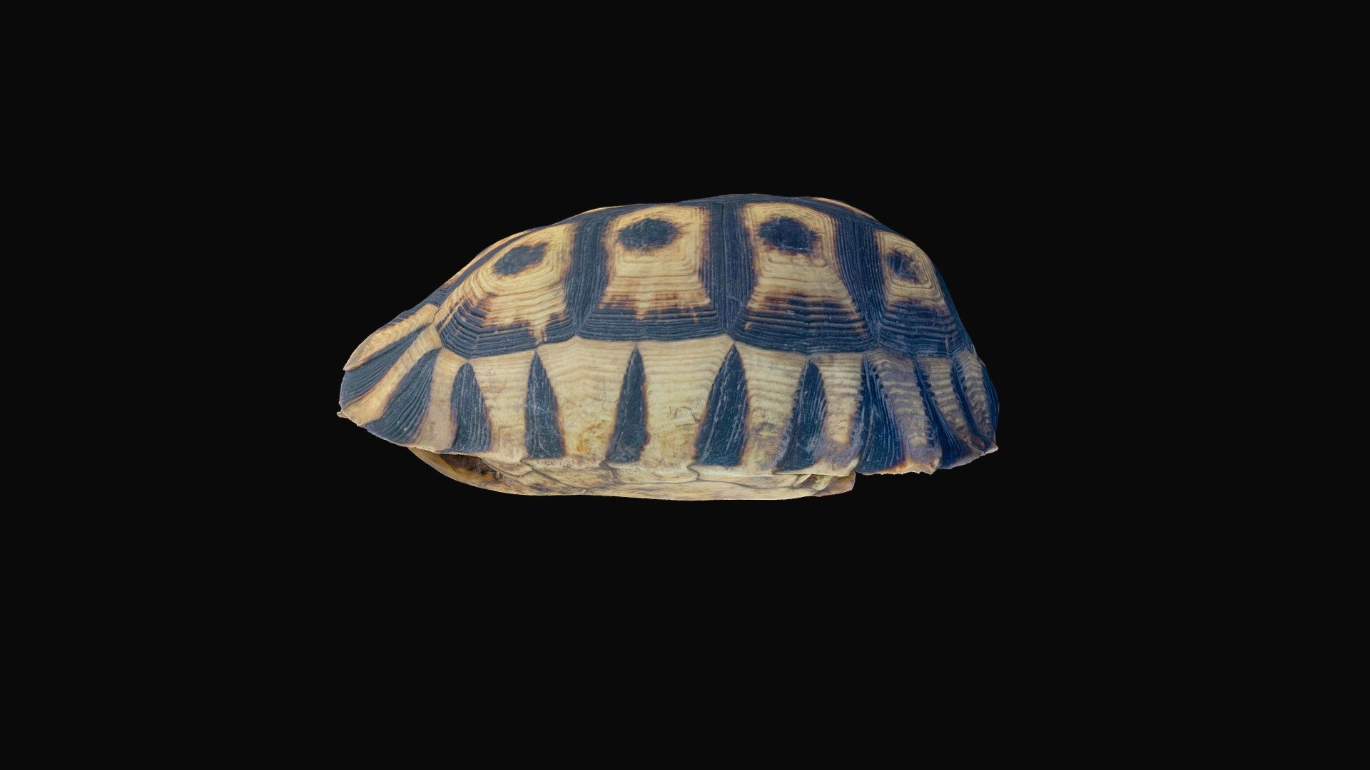 Tortoise shell - 3D model by The Rock Art Portal (@Rock_Art_Portal ...