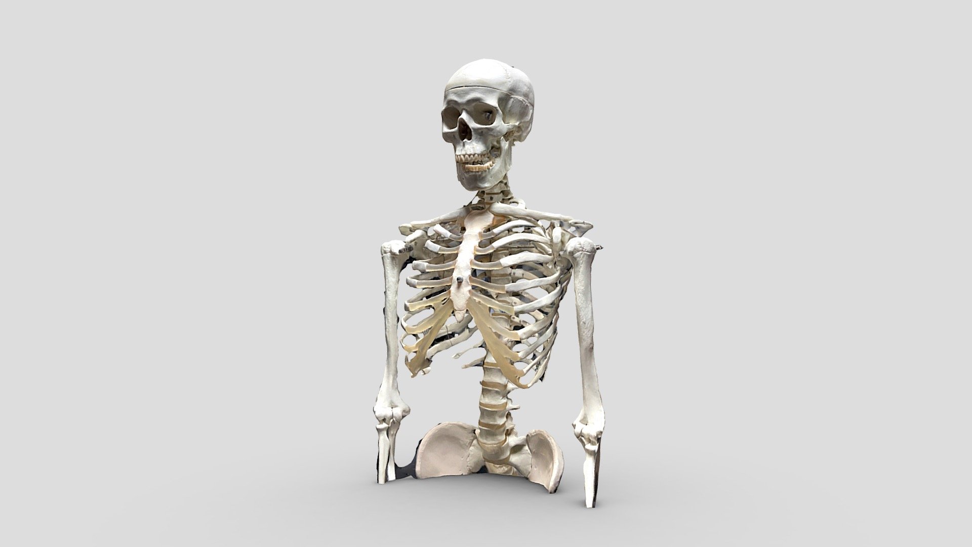 Skeleton - Download Free 3D model by Qlone [383ee9f] - Sketchfab