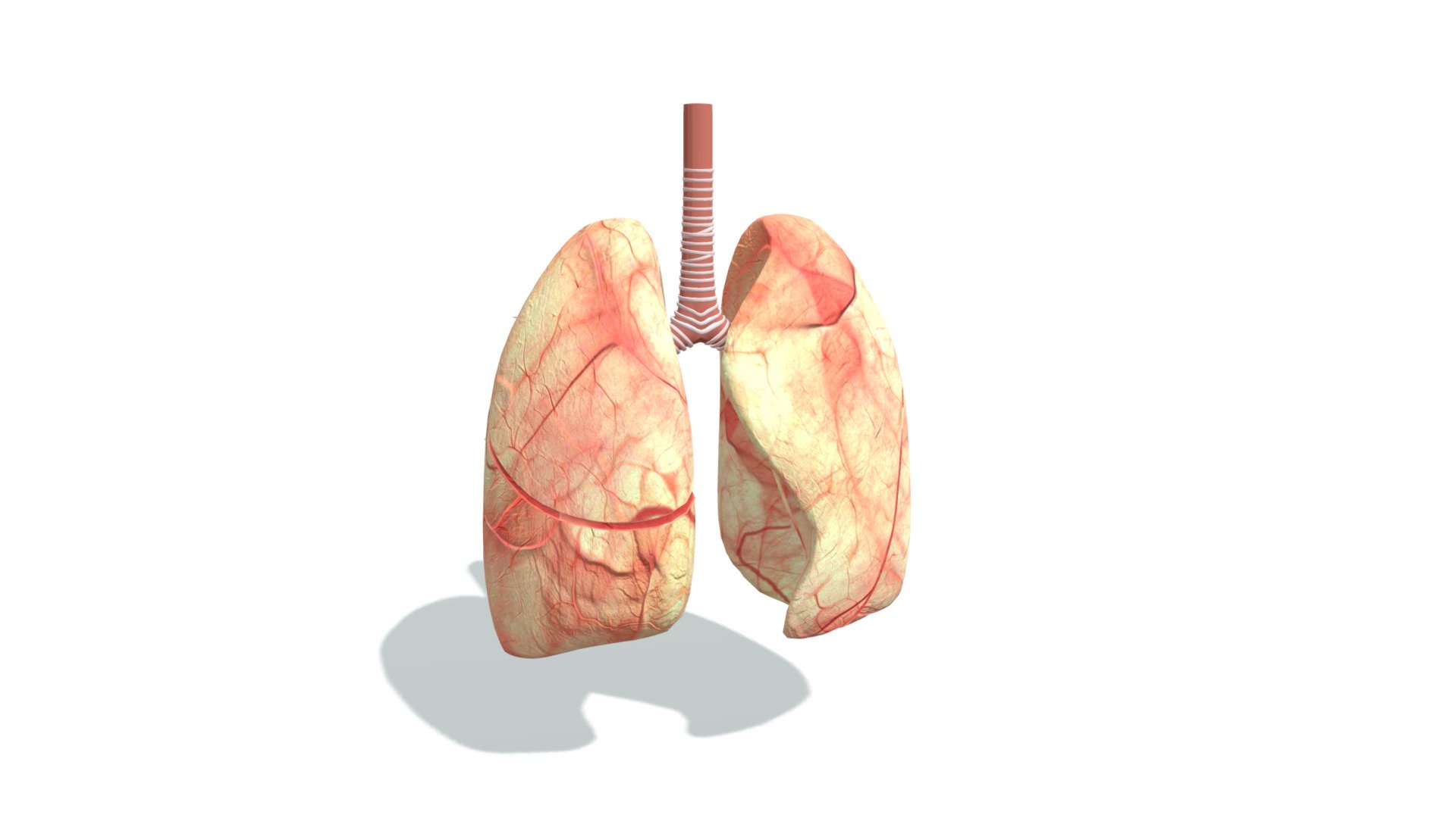 Human Lungs - 3D model by MuniSwar [384295e] - Sketchfab