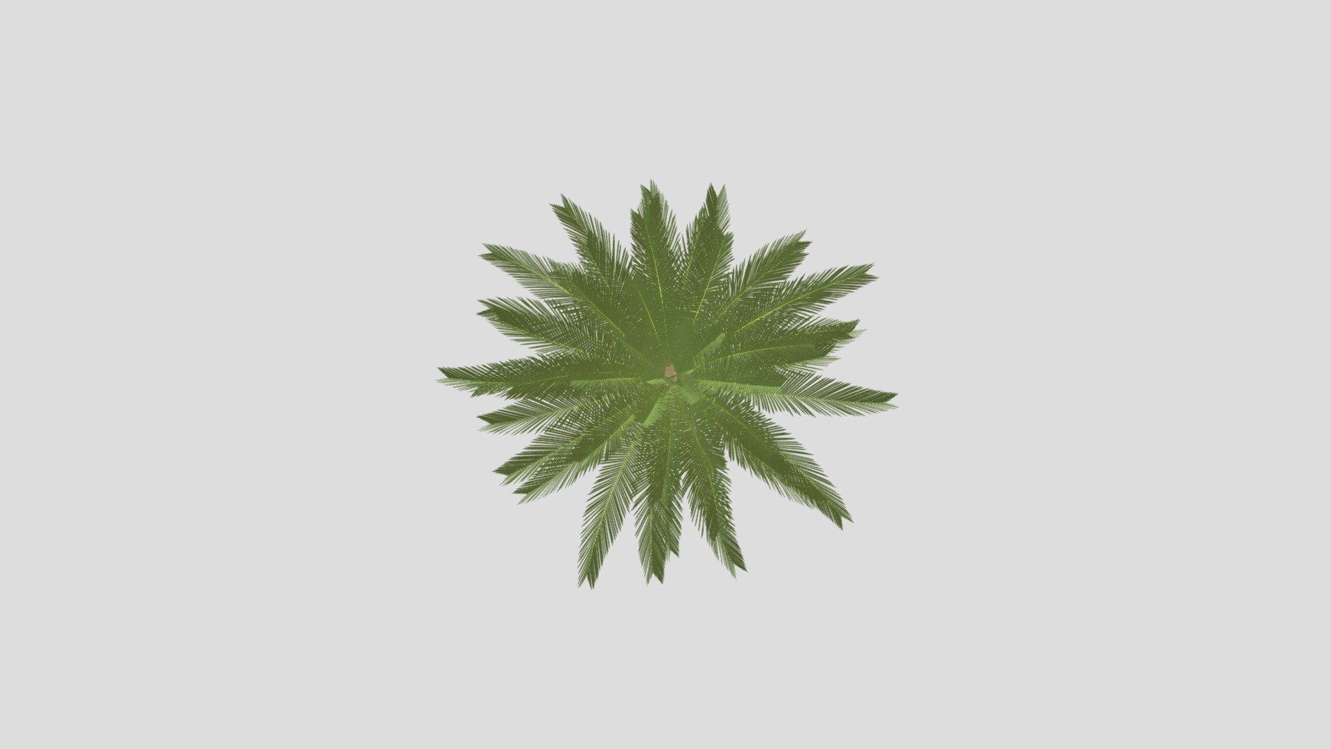 cycas-revoluta - 3D model by lopeotte [384ed94] - Sketchfab