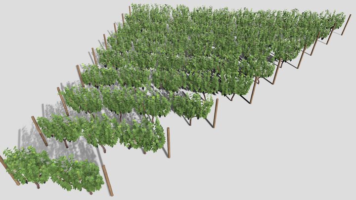 Vines 3D models - Sketchfab