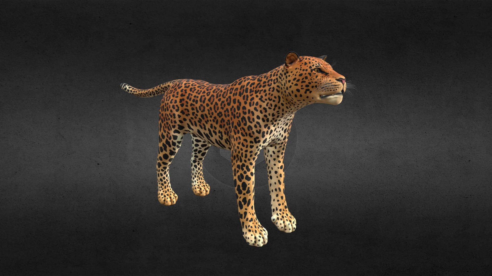 Leopard - lowpoly 3d model - 3D model by rienerys [3852558] - Sketchfab