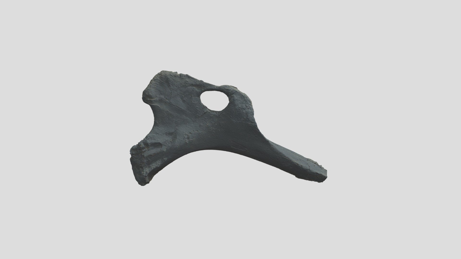 Ischium Left - 3D model by BlackBeltMuseum [3855cac] - Sketchfab