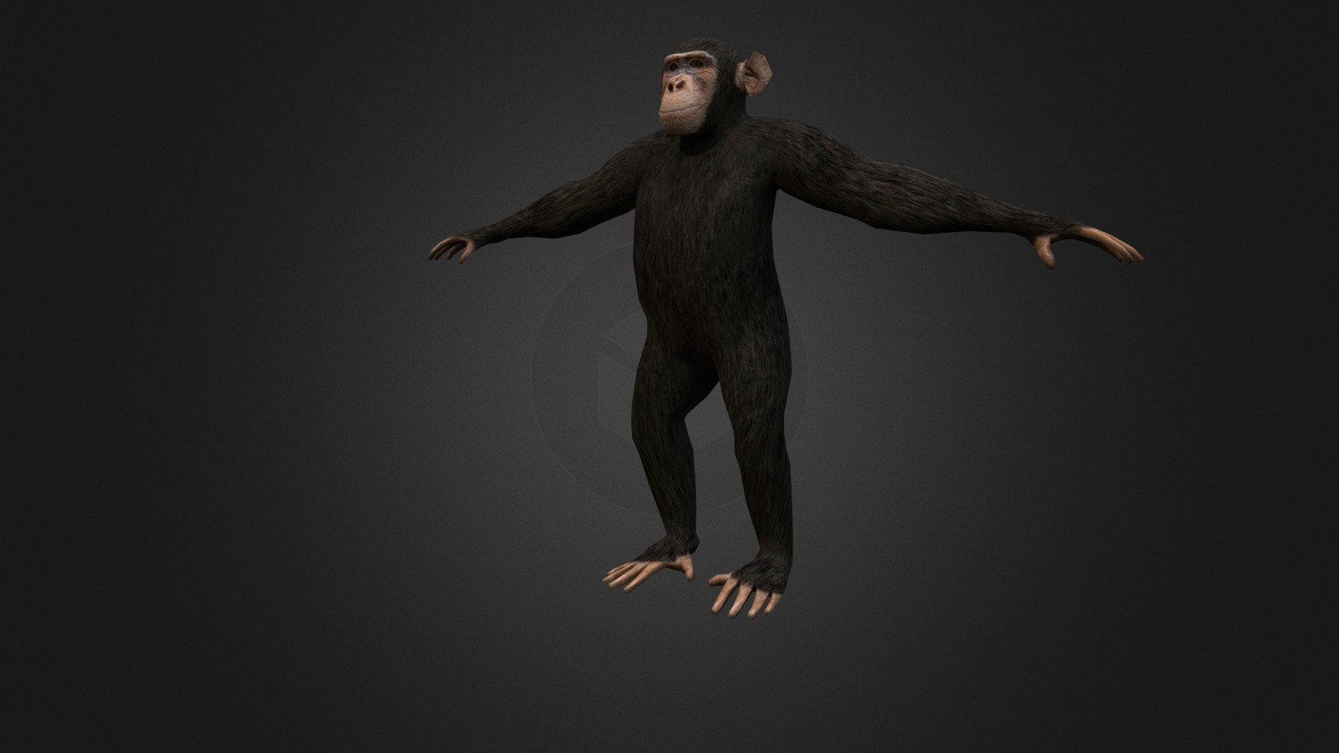 Chimpanzee - 3D model by Ondřej Vališ (@throy) [3856f6b] - Sketchfab