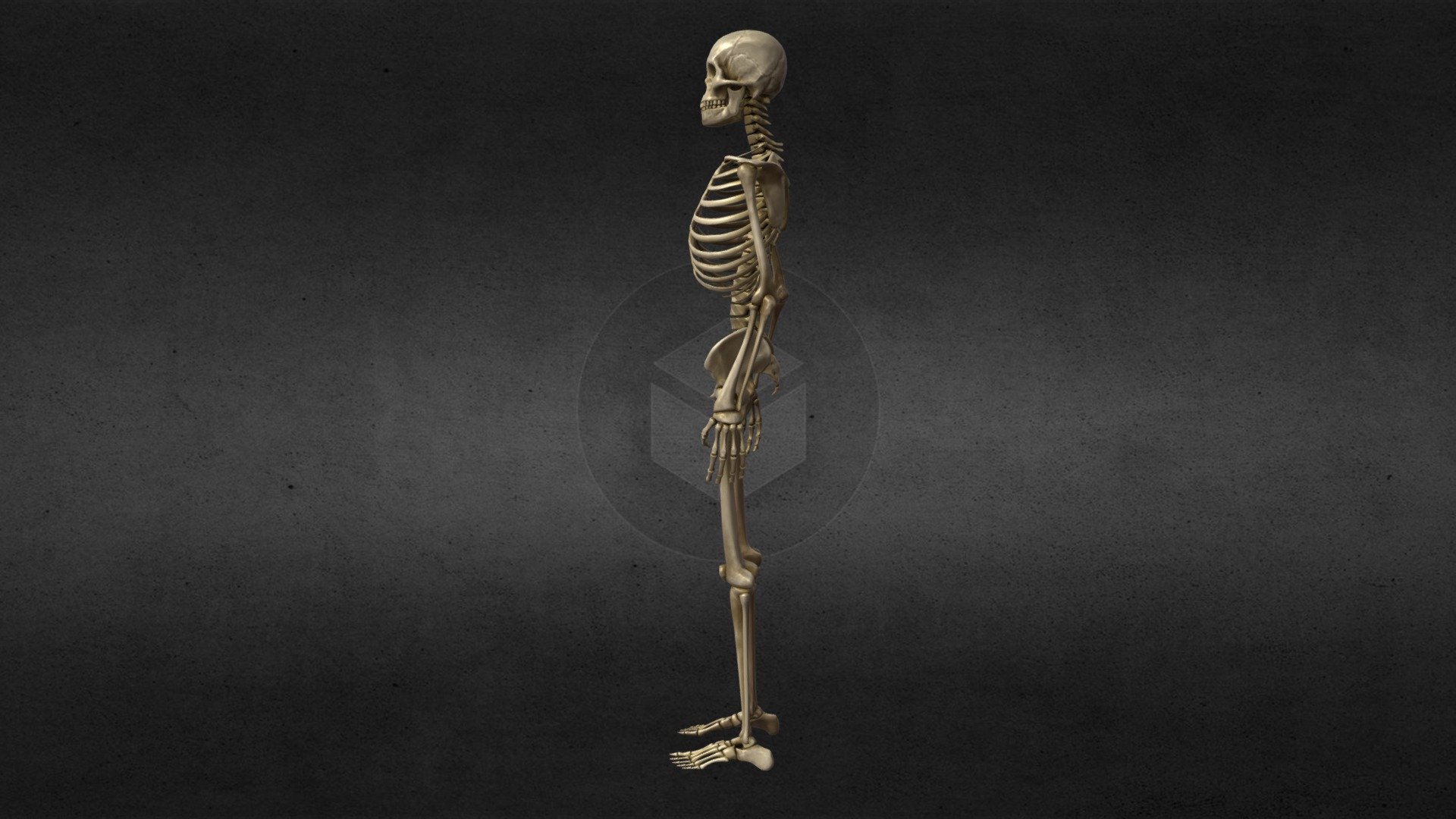 Human_Skeleton_high_detailed (1) - 3D model by freddyfatbear.com ...