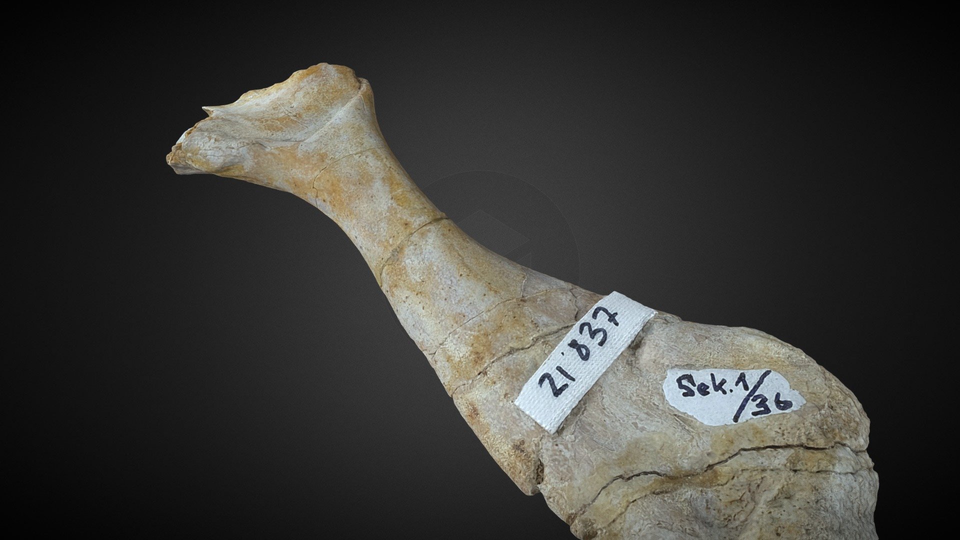 fossile turtle bone (right humerus) - 3D model by Silvan (@thusil ...