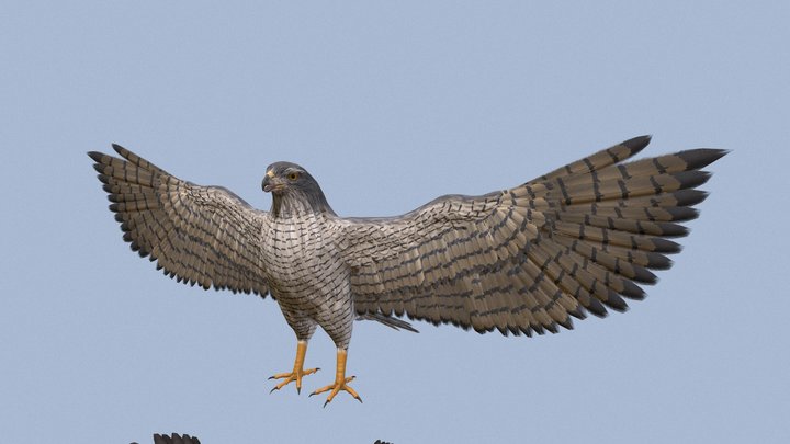 Goshawk 3D models - Sketchfab