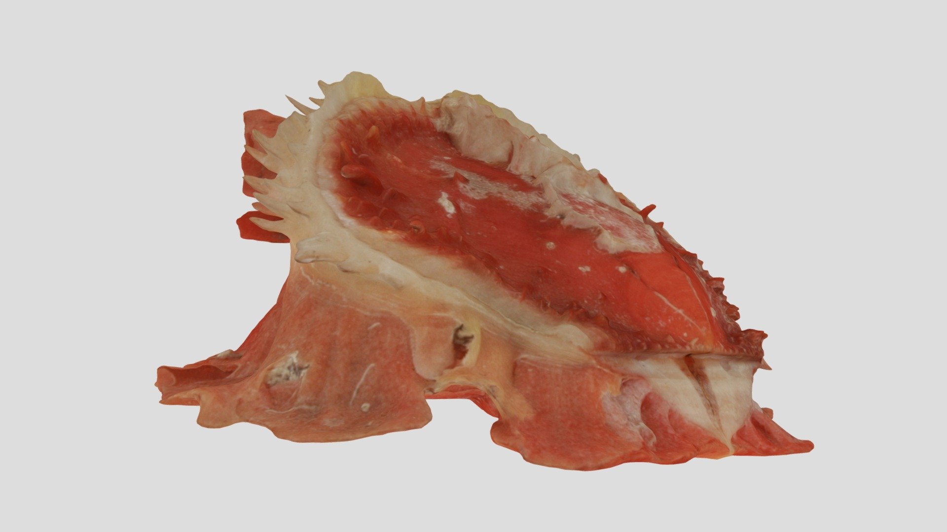 Spondylus sp. - both valves - Download Free 3D model by John Merck ...
