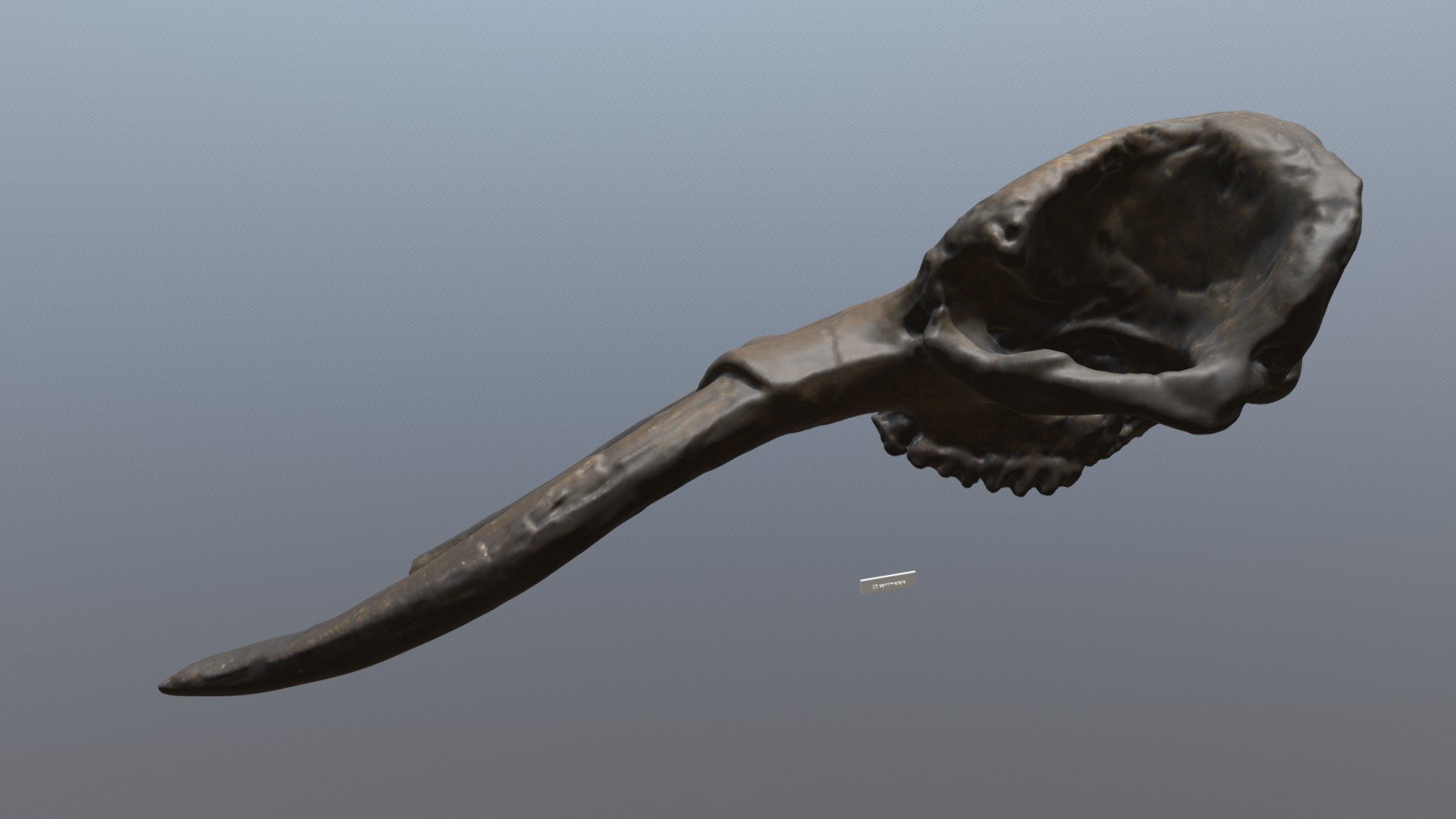Rhynchotherium Skull Cast (VCU_3D_3805) - Download Free 3D model by ...