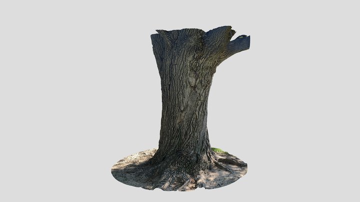 Tree-trunk 3D models - Sketchfab