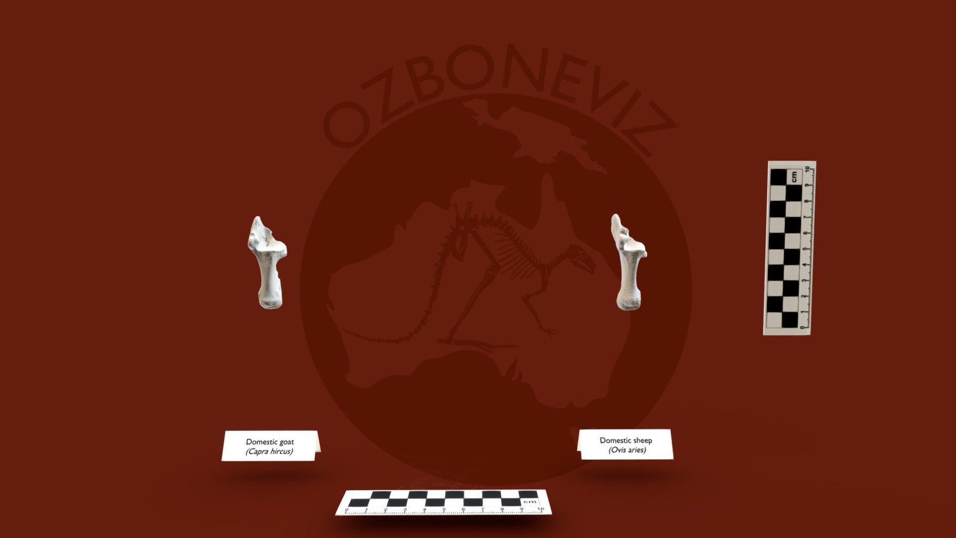 Sheep and goat calcaneus - 3D model by Ozboneviz [3877116] - Sketchfab