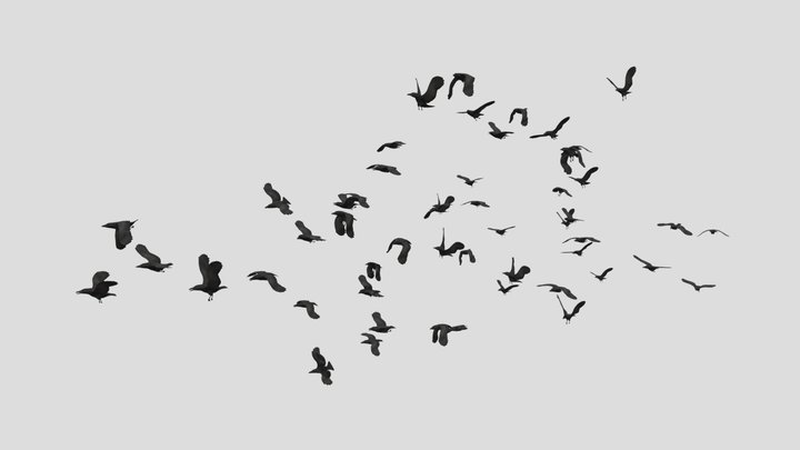 Crow 3D models - Sketchfab