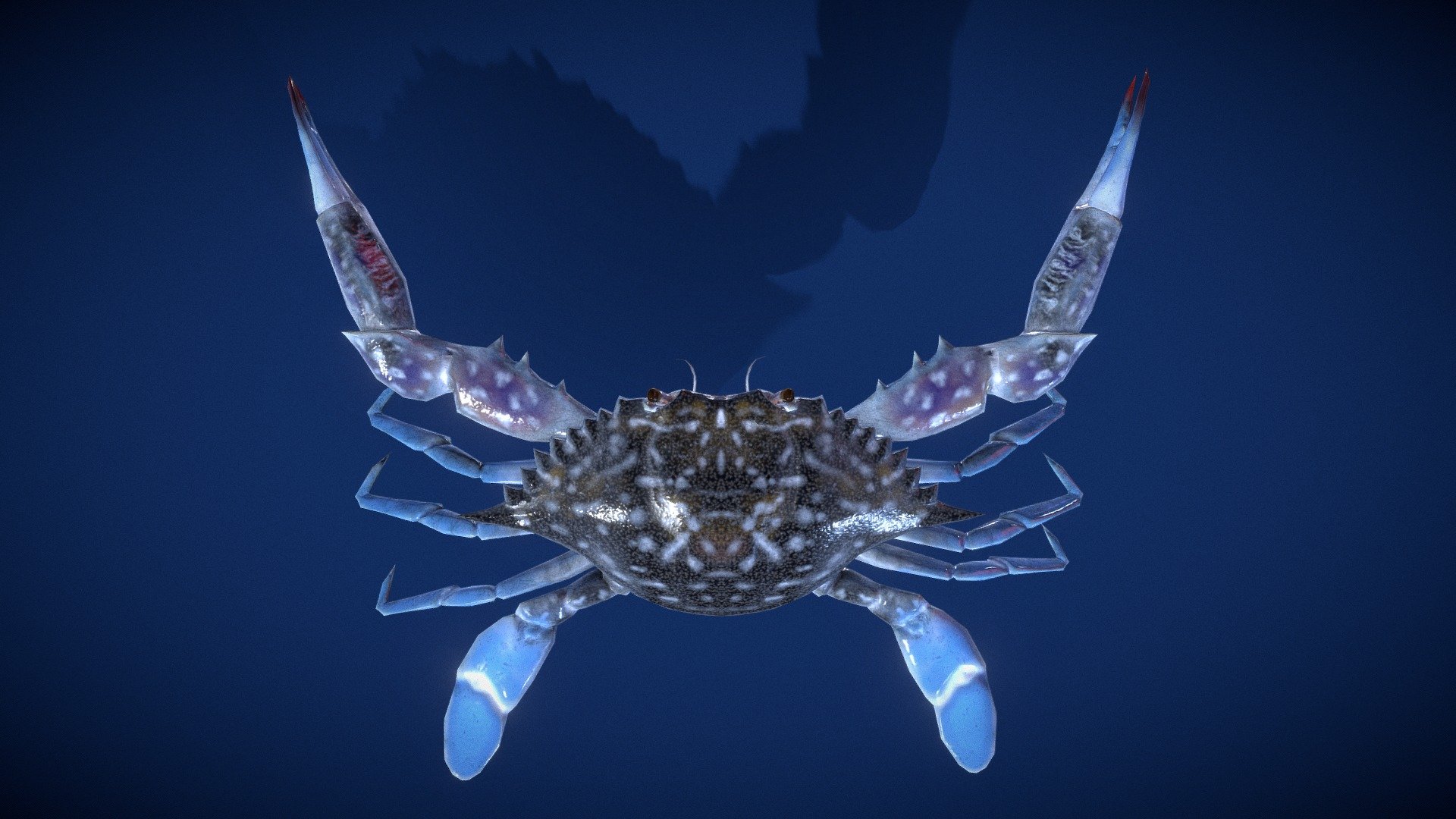 Portunus_pelagicus - 3D model by DORAGM [387c7ad] - Sketchfab