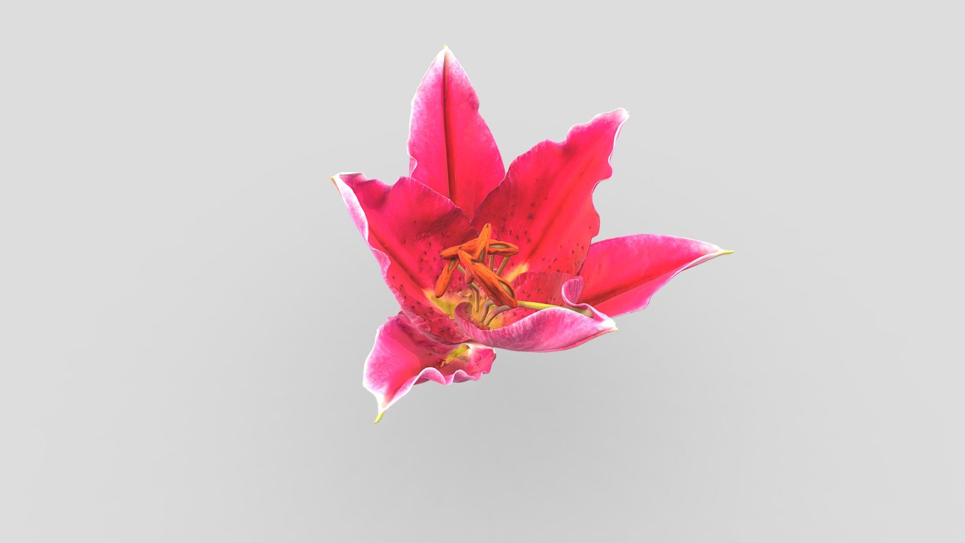 Lilly - 3D model by 360Fabriek [38812f0] - Sketchfab