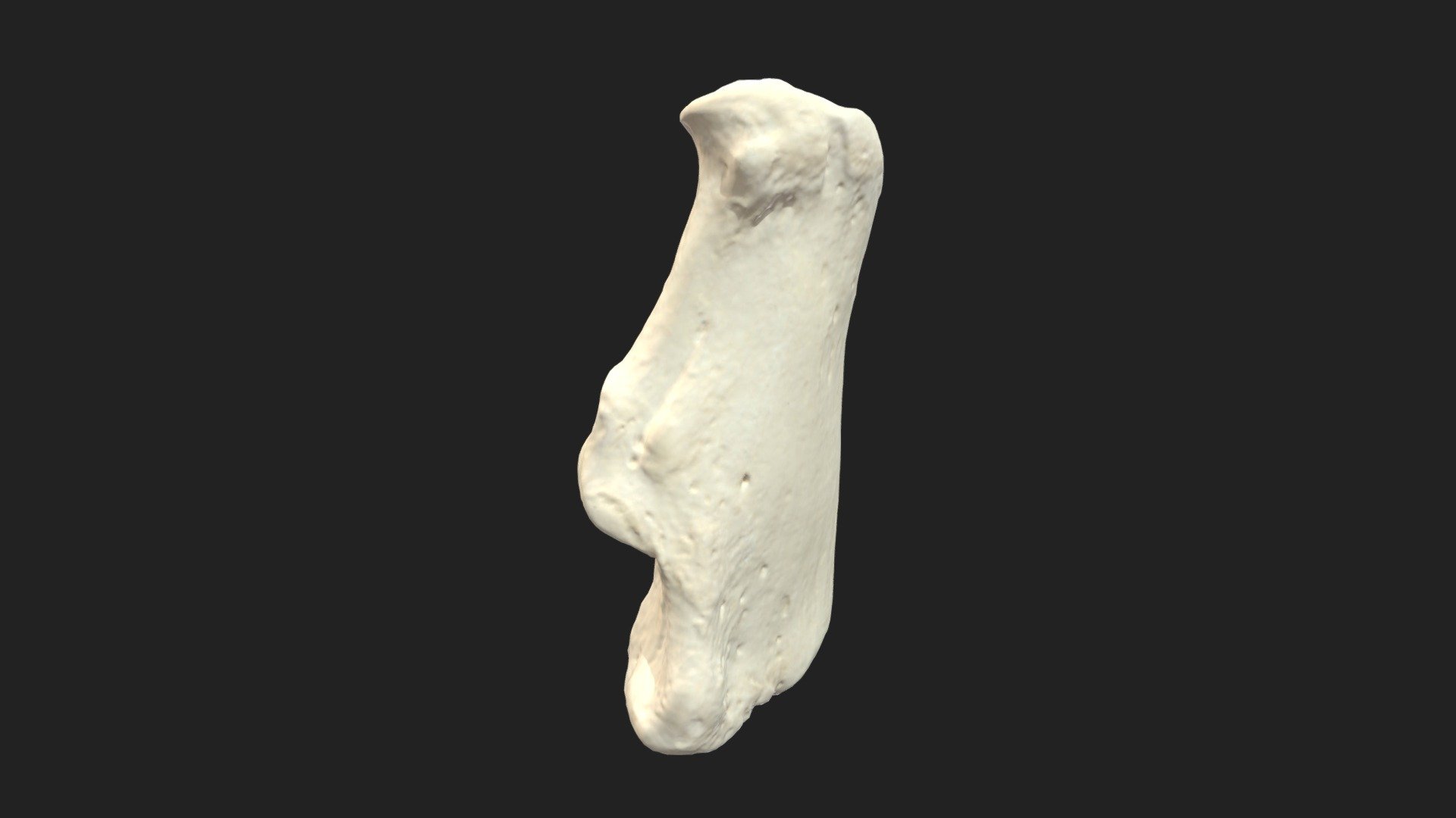 heel bone (calcaneus) dog - Download Free 3D model by vetanatMunich ...