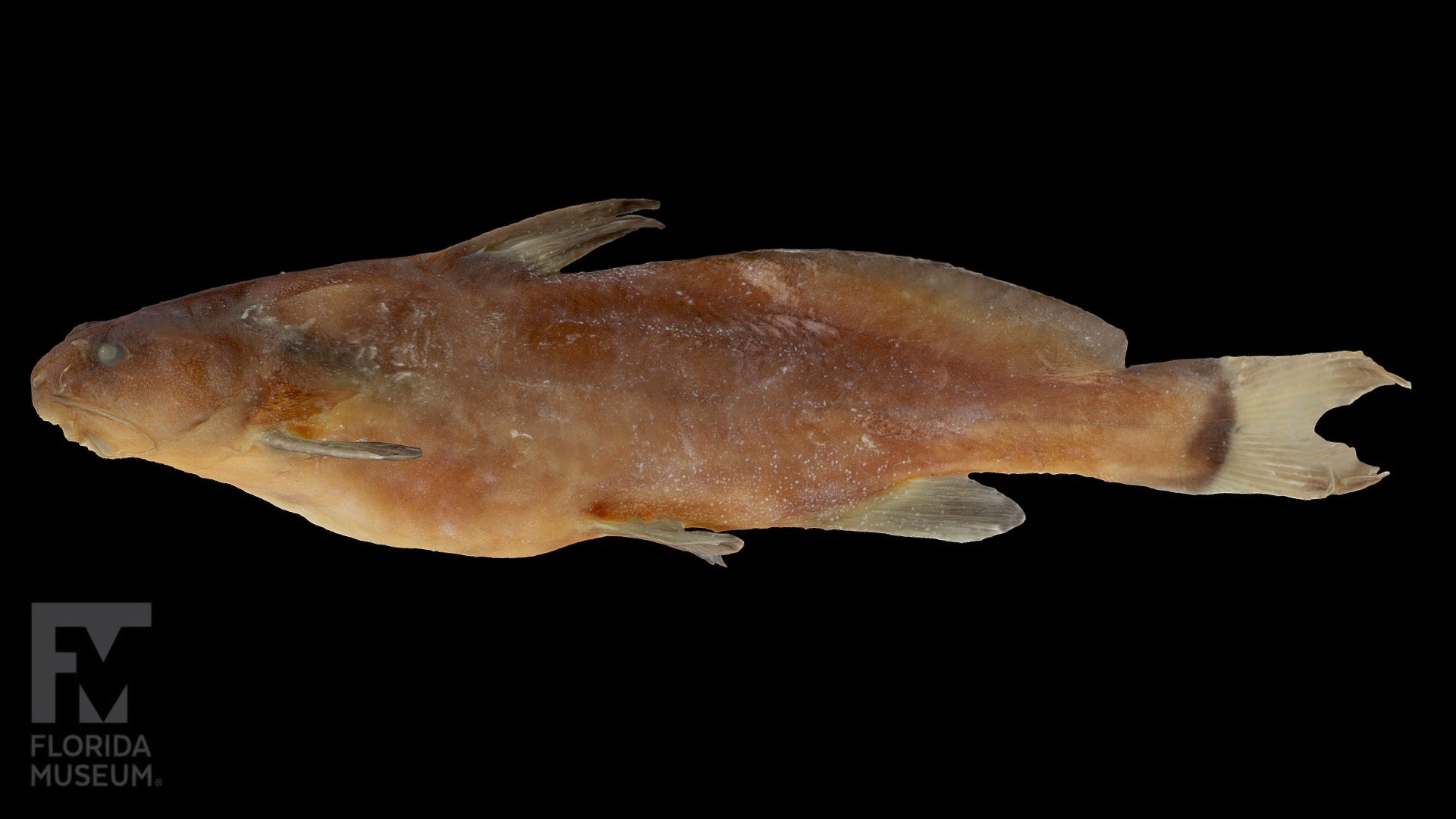 Bagrid Catfish, Bagridae - 3D model by FloridaMuseum [3887729] - Sketchfab