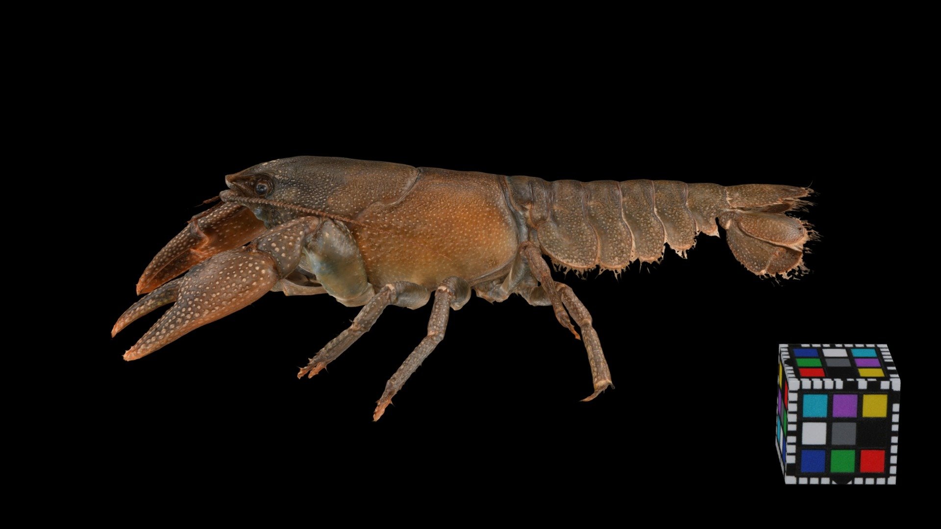 CC0 ニホンザリガニ 🦞 ♀ Japanese Crayfish, C. japonicus - Download Free 3D ...