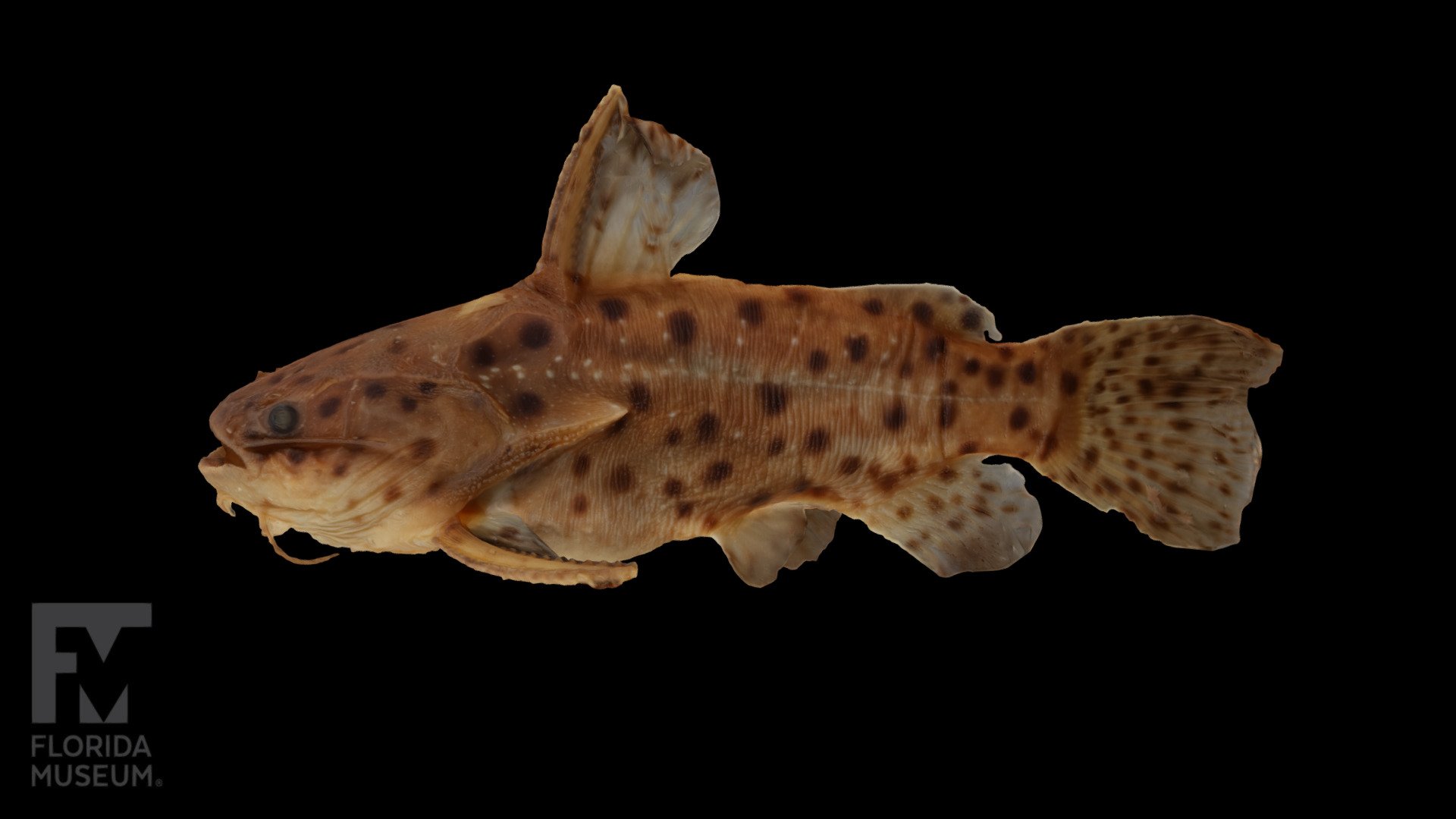 False Jaguar Catfish, Auchenipteridae - 3D model by FloridaMuseum ...