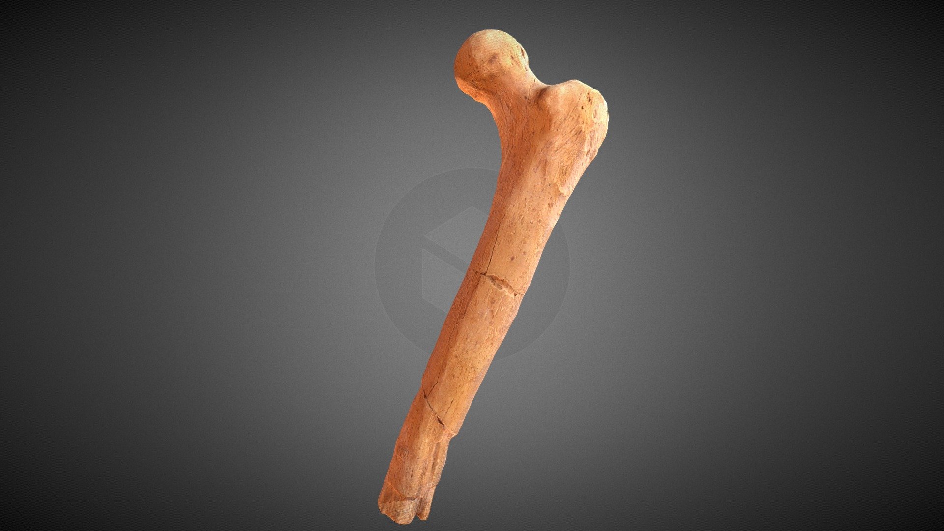 Lucy AL 288-1 APa - 3D model by JFleury [389f8b3] - Sketchfab