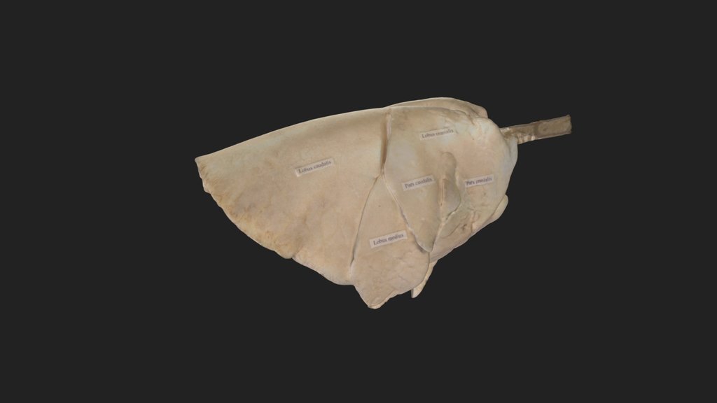 Small ruminant anatomy - A 3D model collection by sonea - Sketchfab