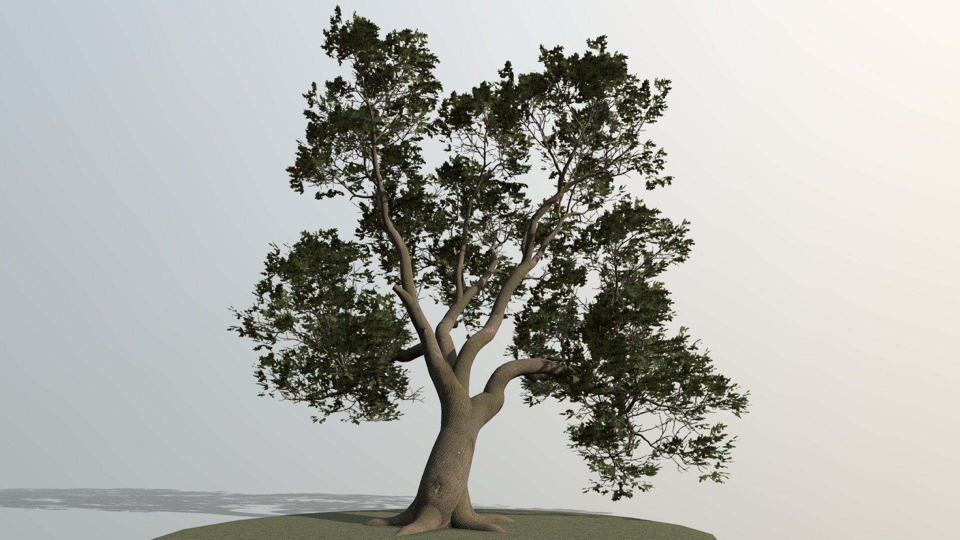Oak Tree - Buy Royalty Free 3D model by Studio Lab (@studiolab.dev ...