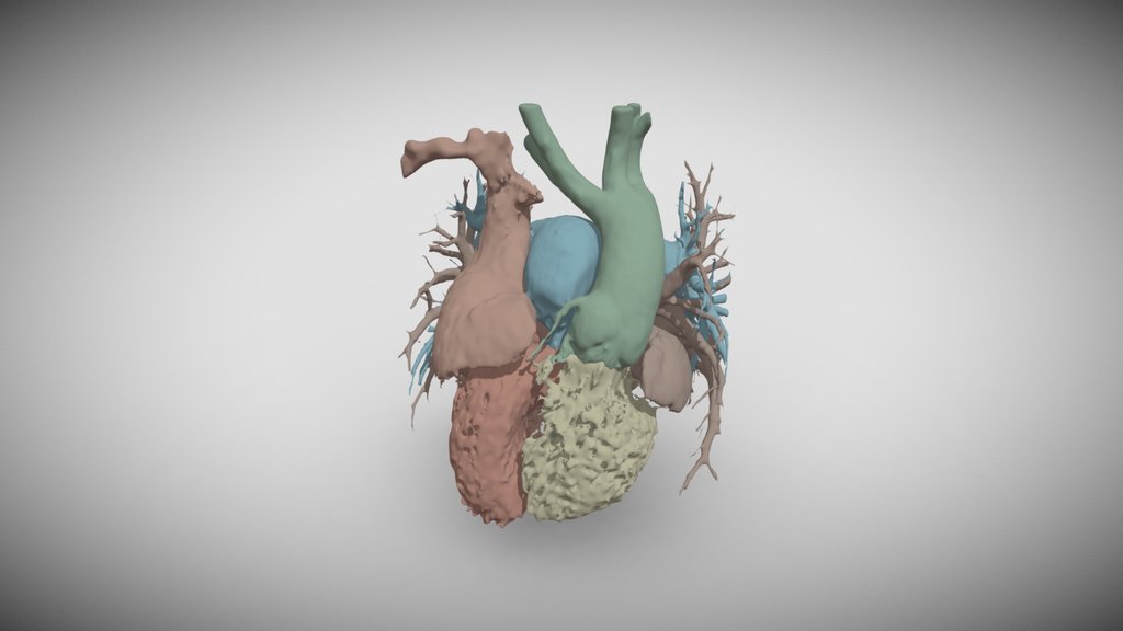HEART - A 3D model collection by Chair_Digital_Anatomy - Sketchfab