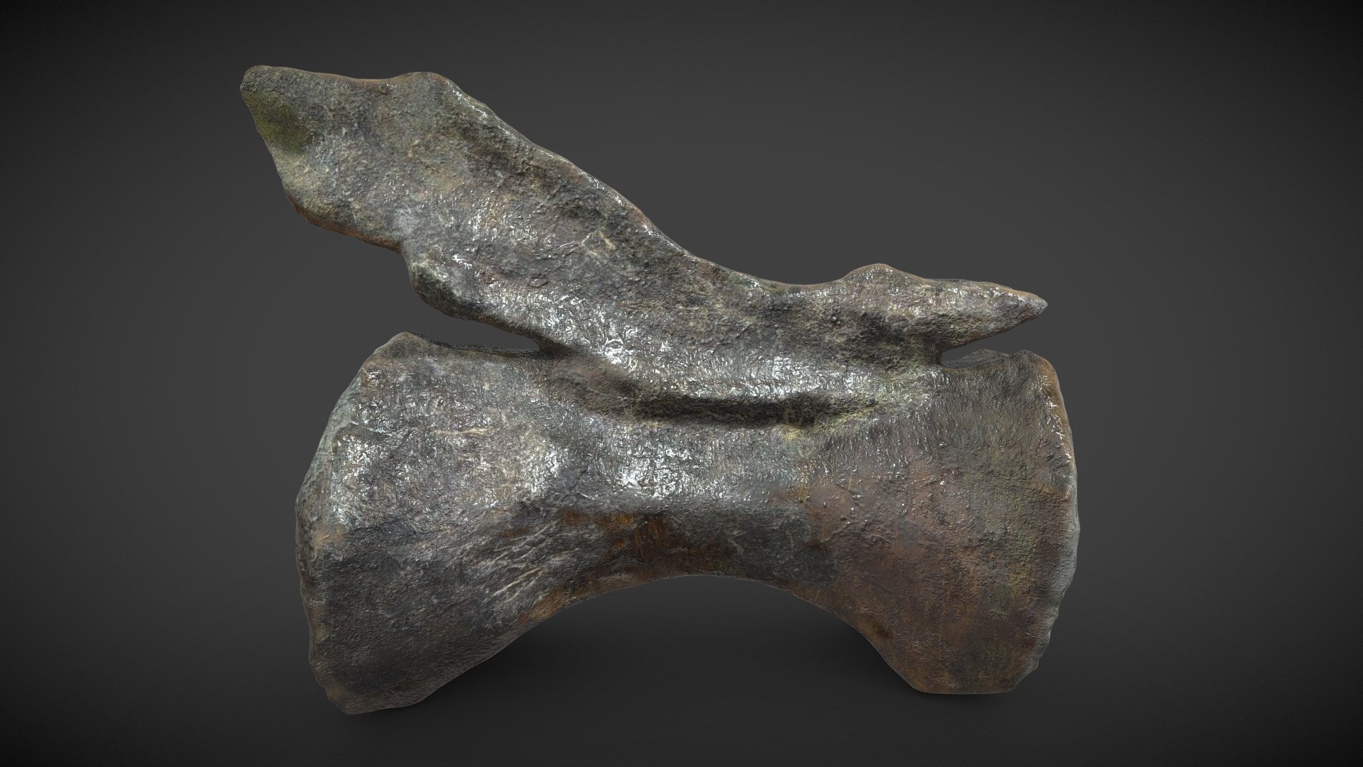 Diplodocus Caudal Vertebra - 3D model by Peter Nox (@Peter.Nox ...