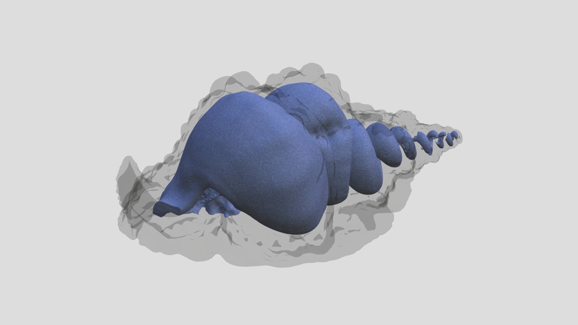 Distorsio anus (DMNS:Inv:6266) - 3D model by Biodiversity [38aa74b ...