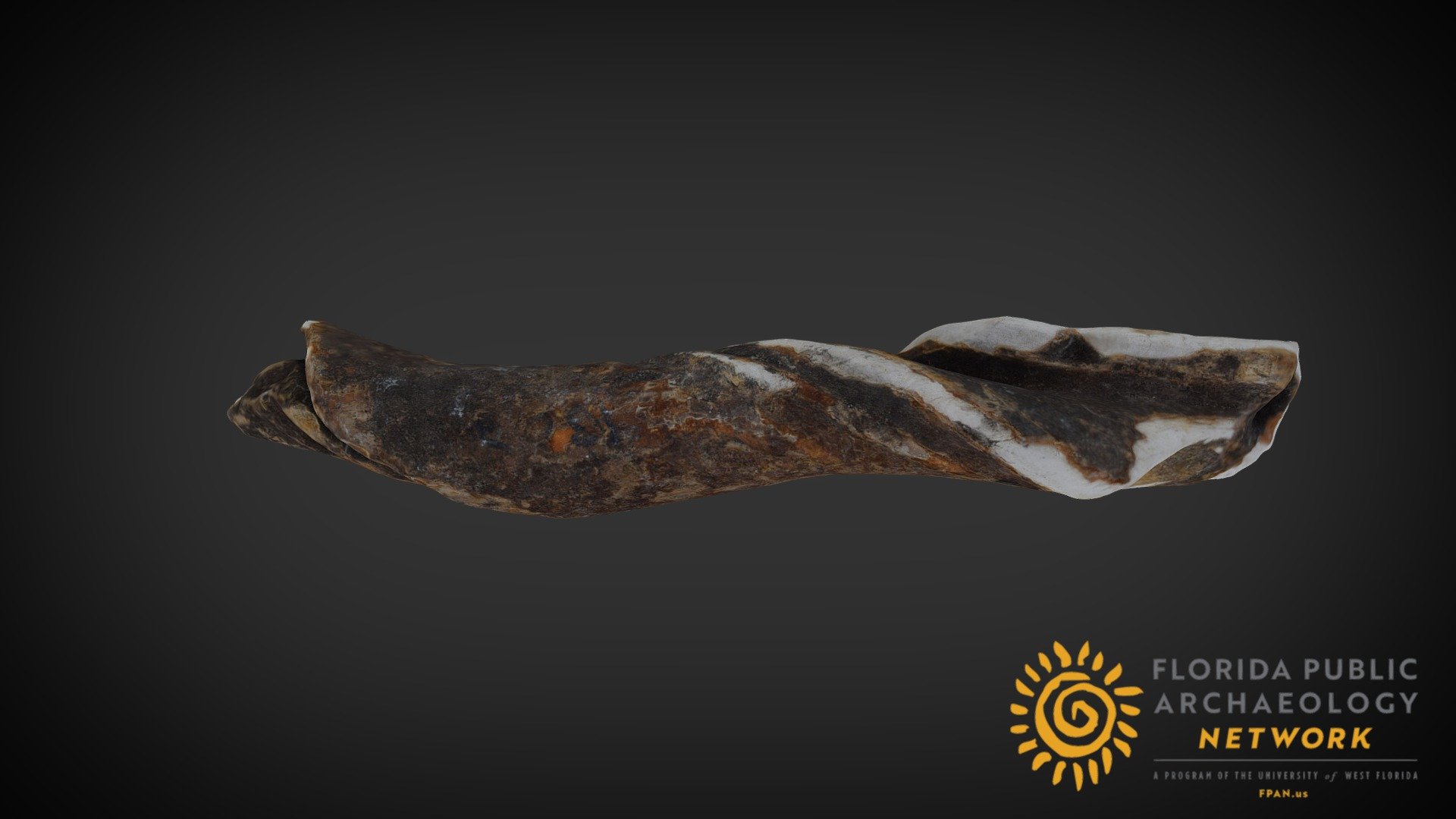 Columella - 3D model by Florida Public Archaeology Network (@fpan ...
