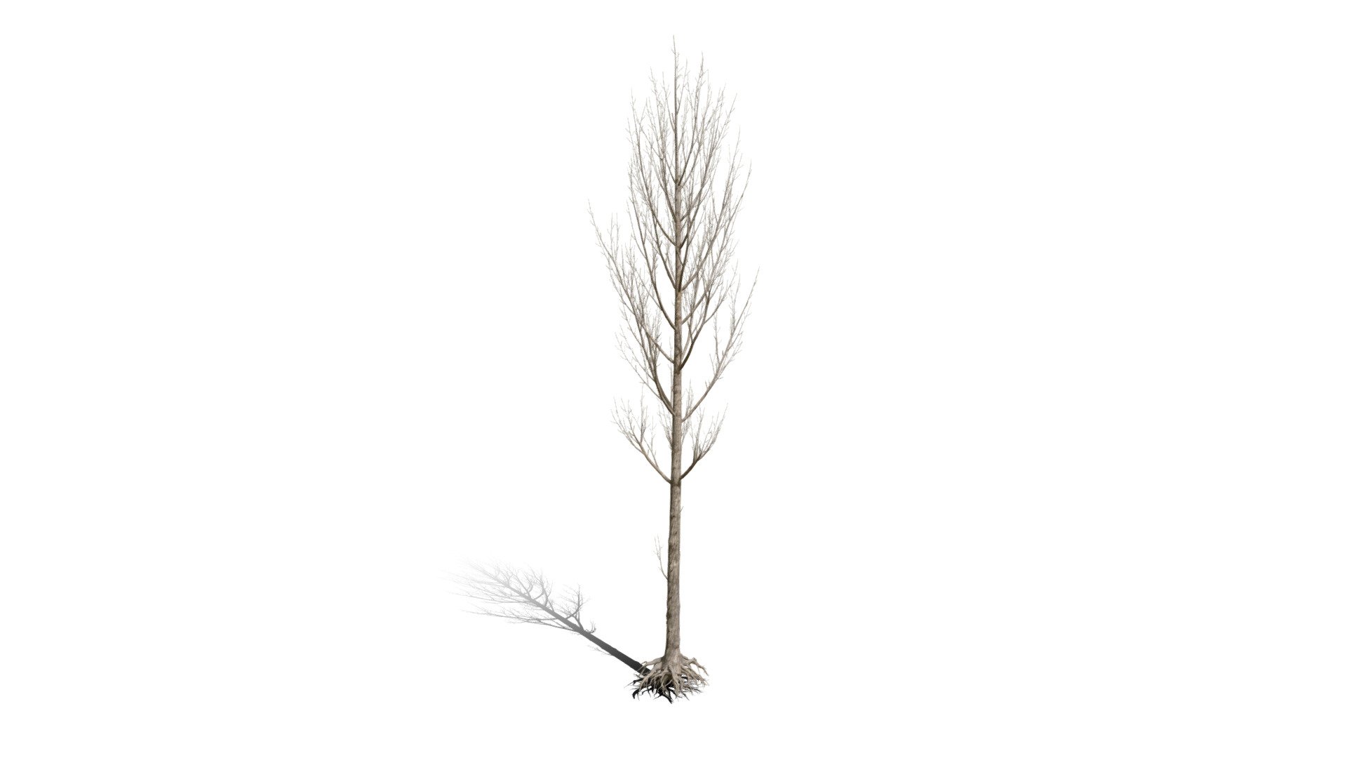 Realistic HD Black poplar (92/105) - Buy Royalty Free 3D model by ...