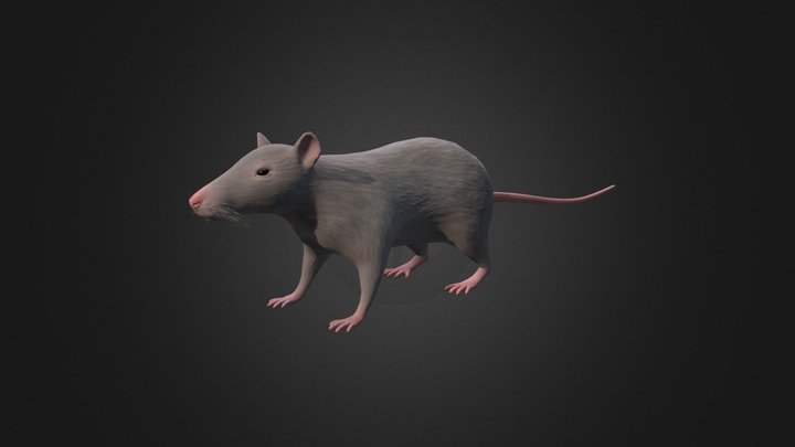 Rodents 3D models - Sketchfab
