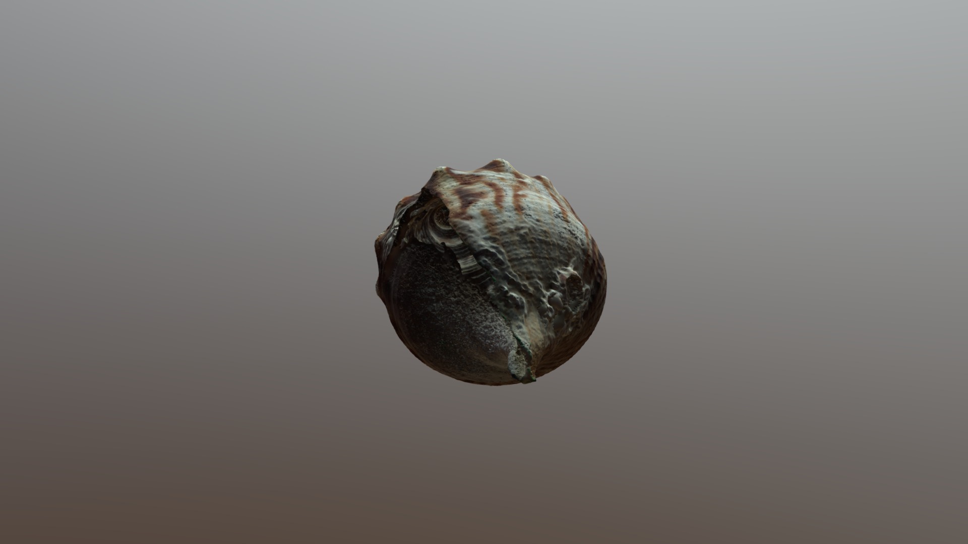 Shell1 - 3D model by nolanwindham [38b9572] - Sketchfab