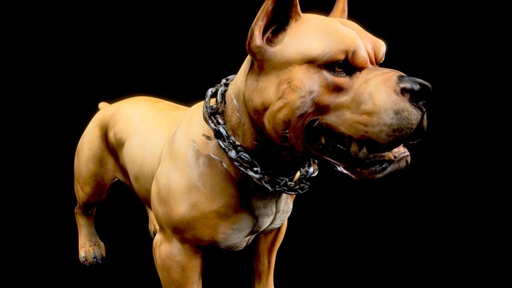 Muscular 3D models - Sketchfab