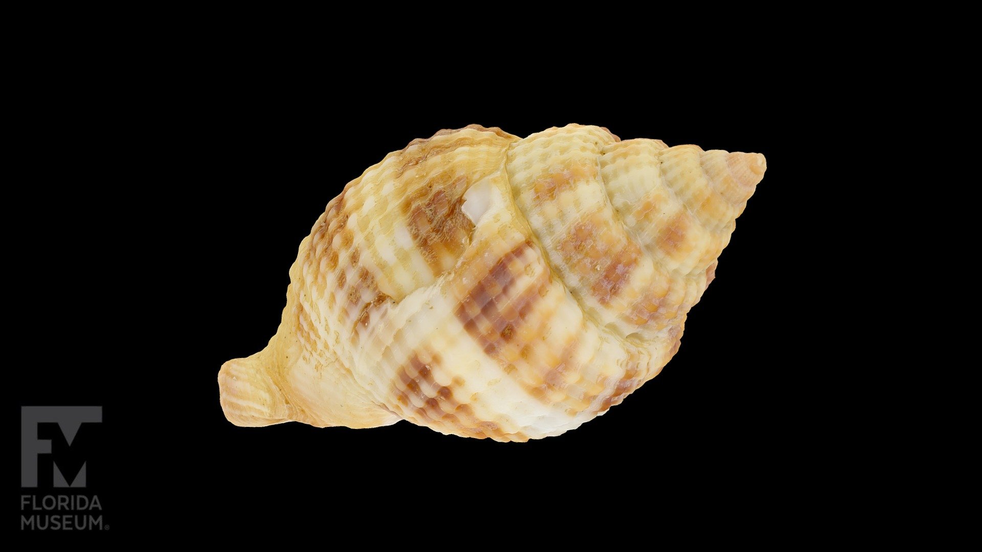 Common nutmeg sea snail - 3D model by FloridaMuseum [38bfe8f] - Sketchfab