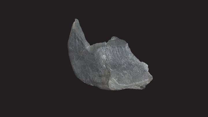 Chagrin-shale 3D models - Sketchfab