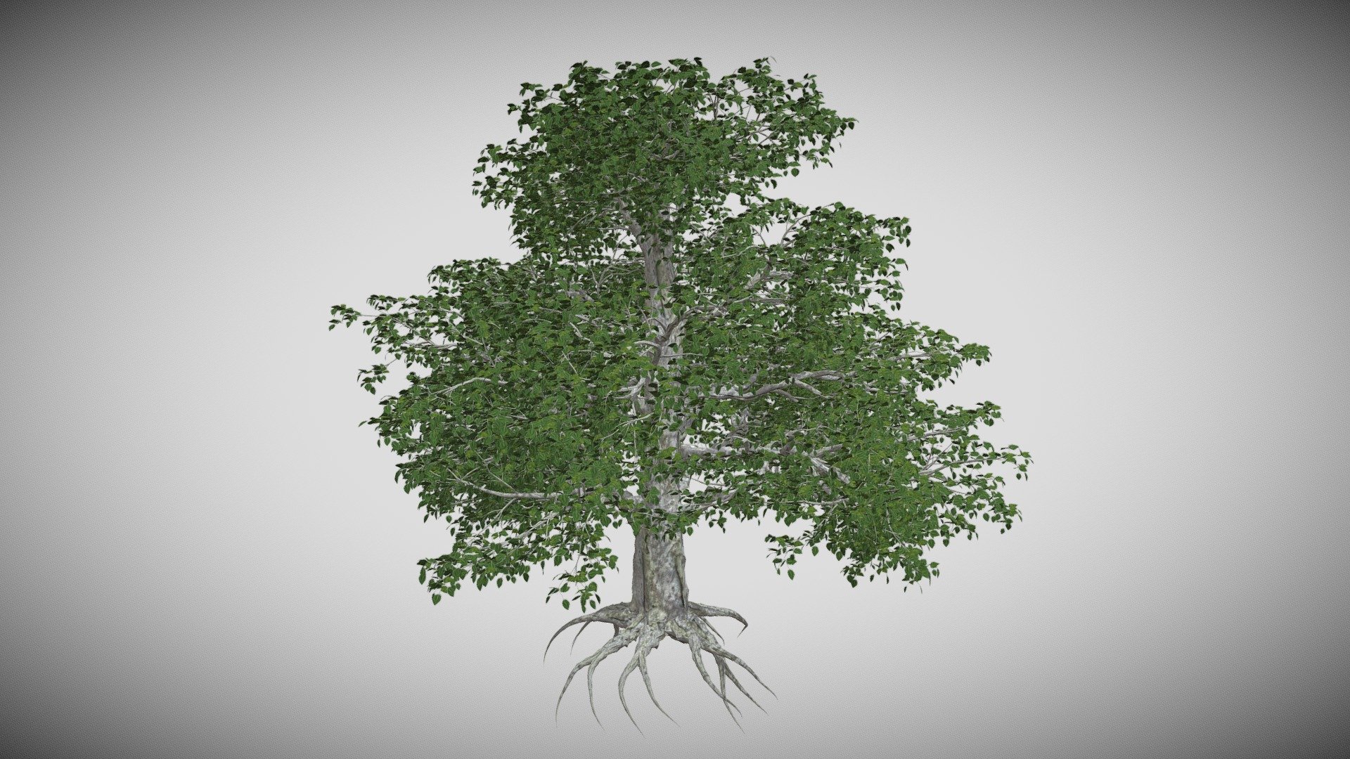European Beech Tree - Buy Royalty Free 3D model by DATEC_Studio [38c6575] - Sketchfab Store