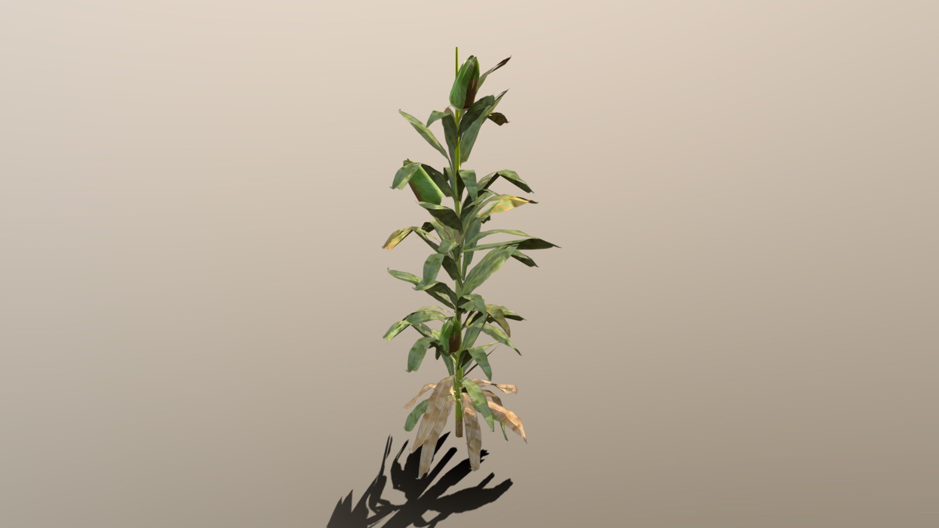 corn_V2 - 3D model by UCL_MAL [38c7e12] - Sketchfab