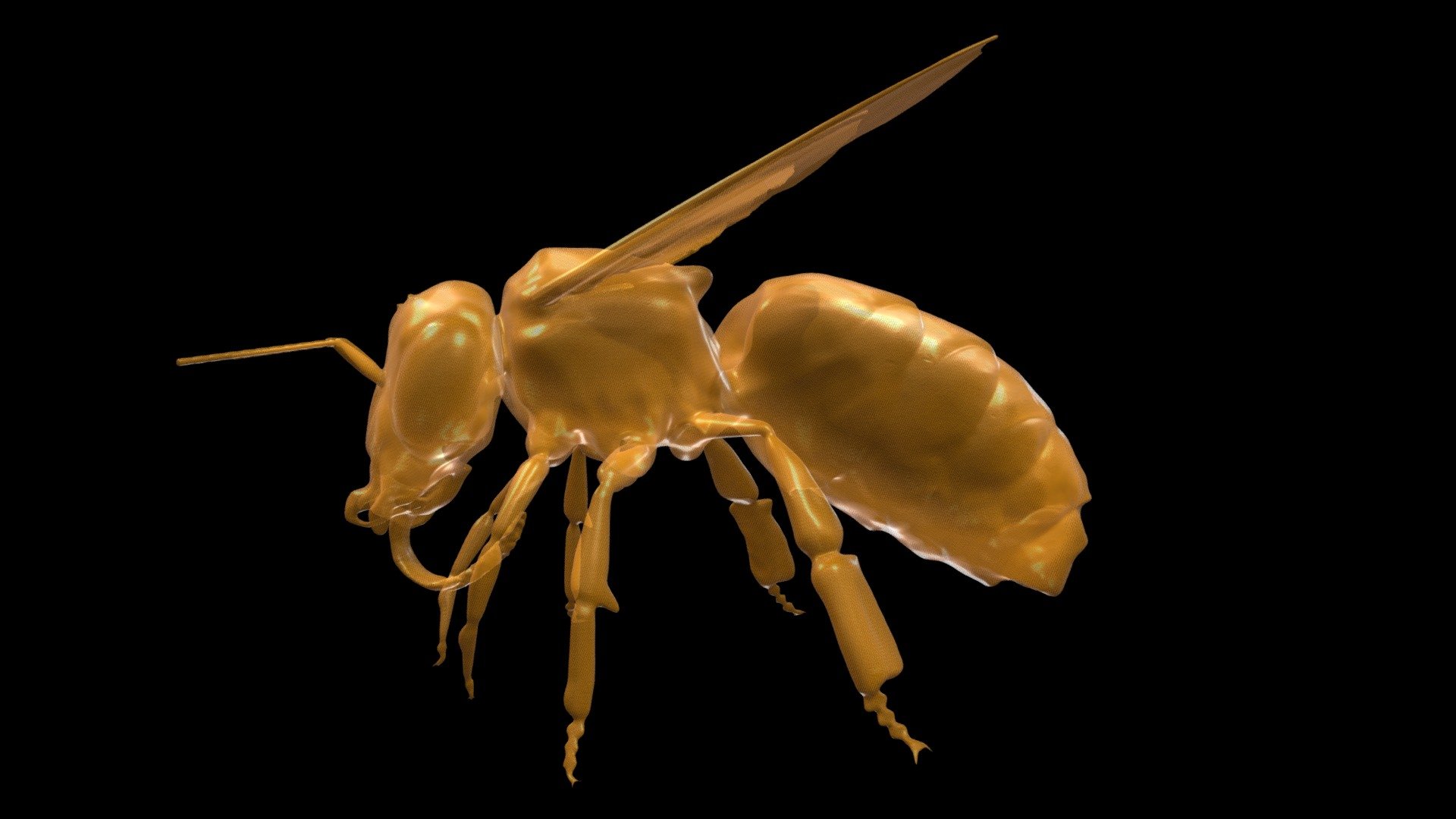 Honeybee - Apis mellifera - Download Free 3D model by etainproject ...