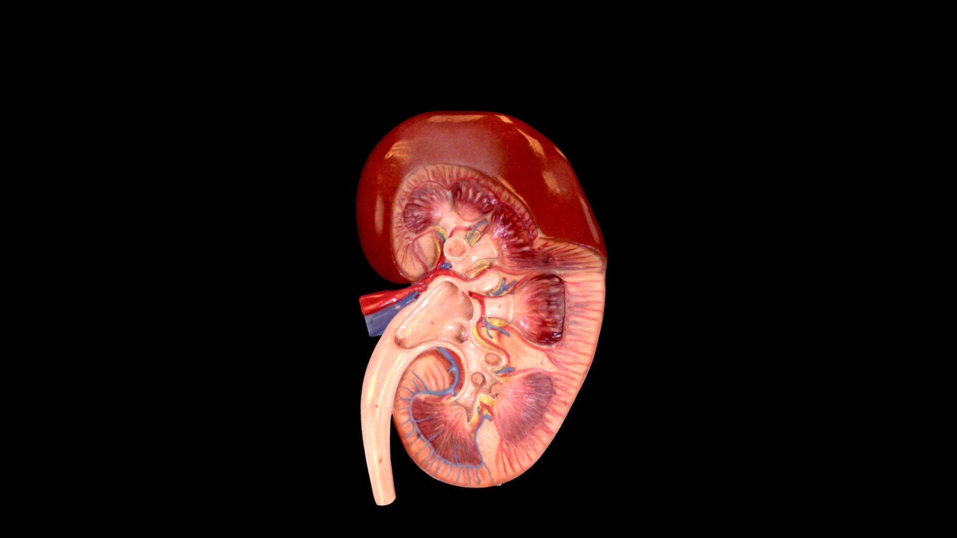 Kidney open - 3D model by tkanan [38cb8e7] - Sketchfab
