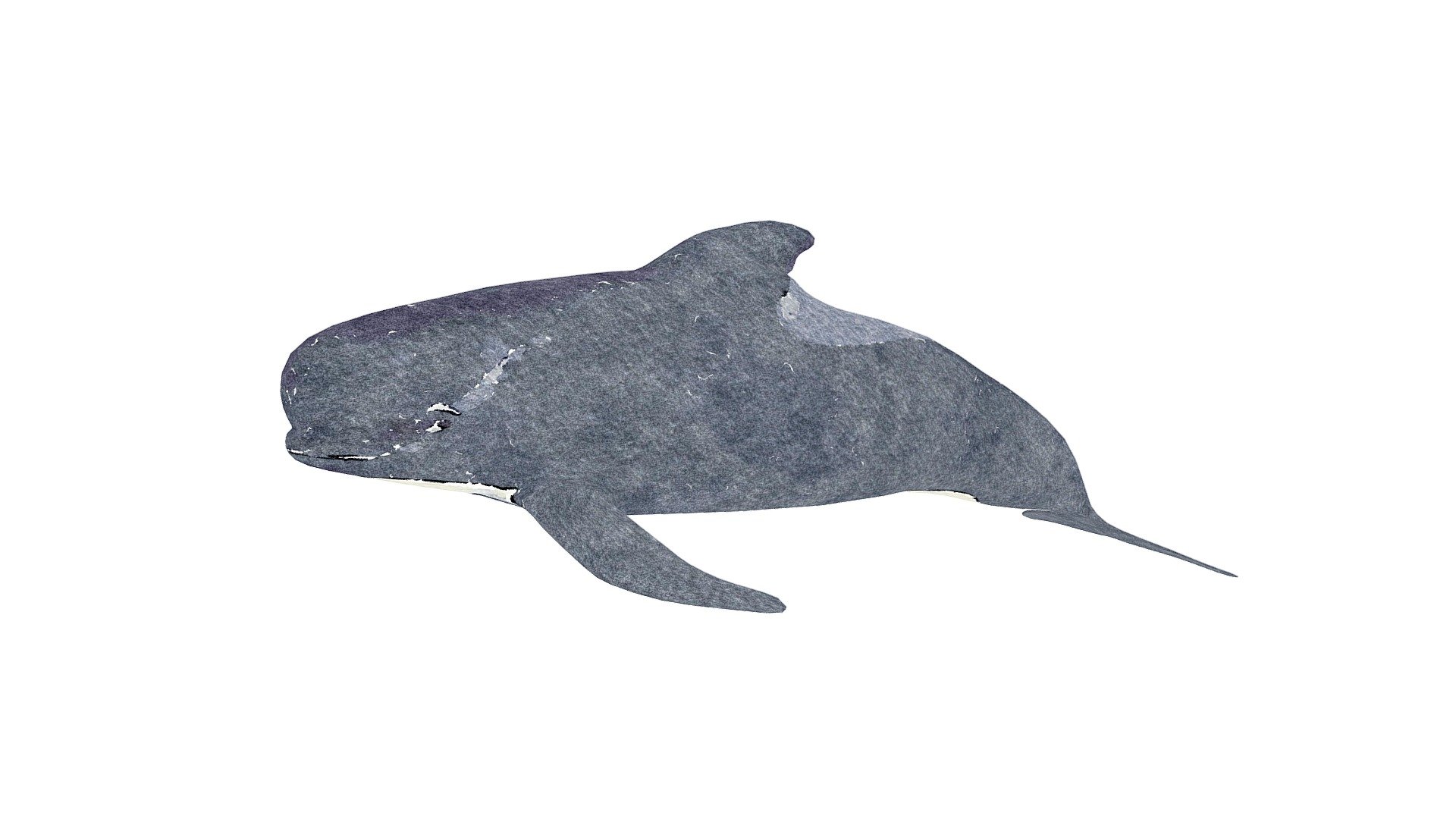 Long Finned Pilot Whale Illustration - 3D model by josluat91 [38d47a2 ...