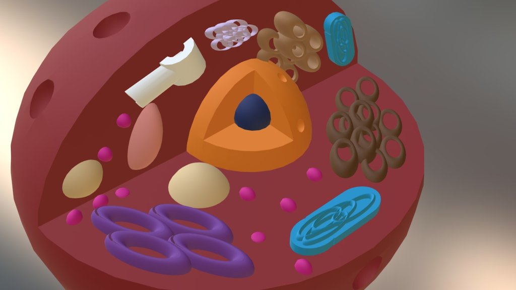Cell Model - 3D model by 18leif.b [38d565e] - Sketchfab