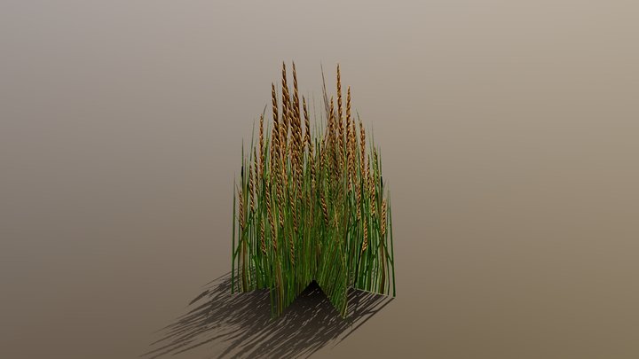 Wheat 3D models - Sketchfab